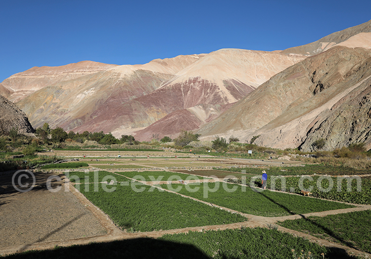 Découverte de la vallée de Camiña - Chile Excepcion